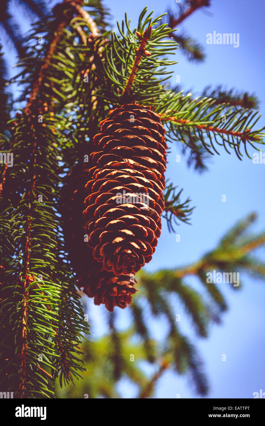 Hanging fir cones against blue sky Stock Photo - Alamy