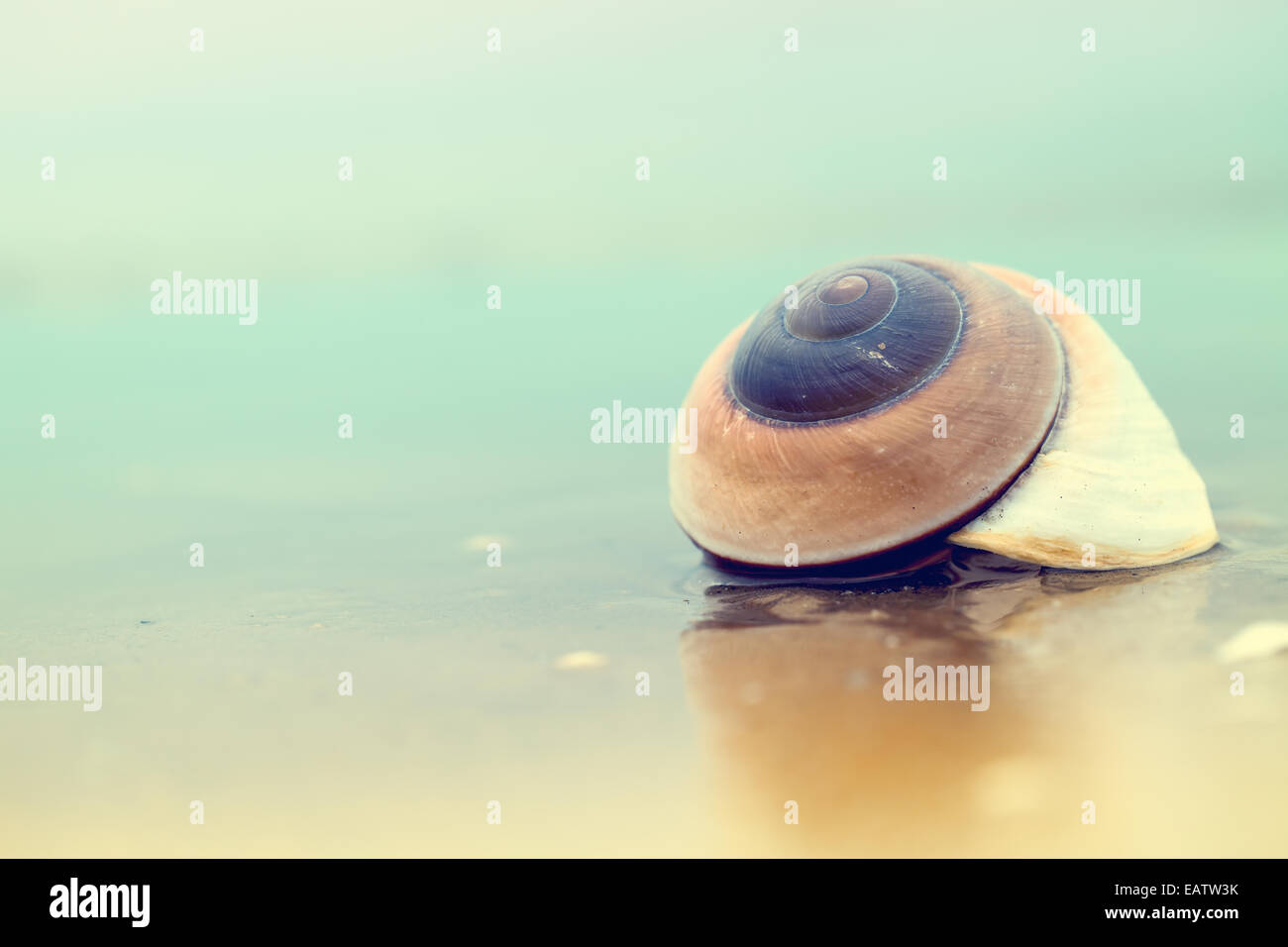 Beach shell hi-res stock photography and images - Alamy