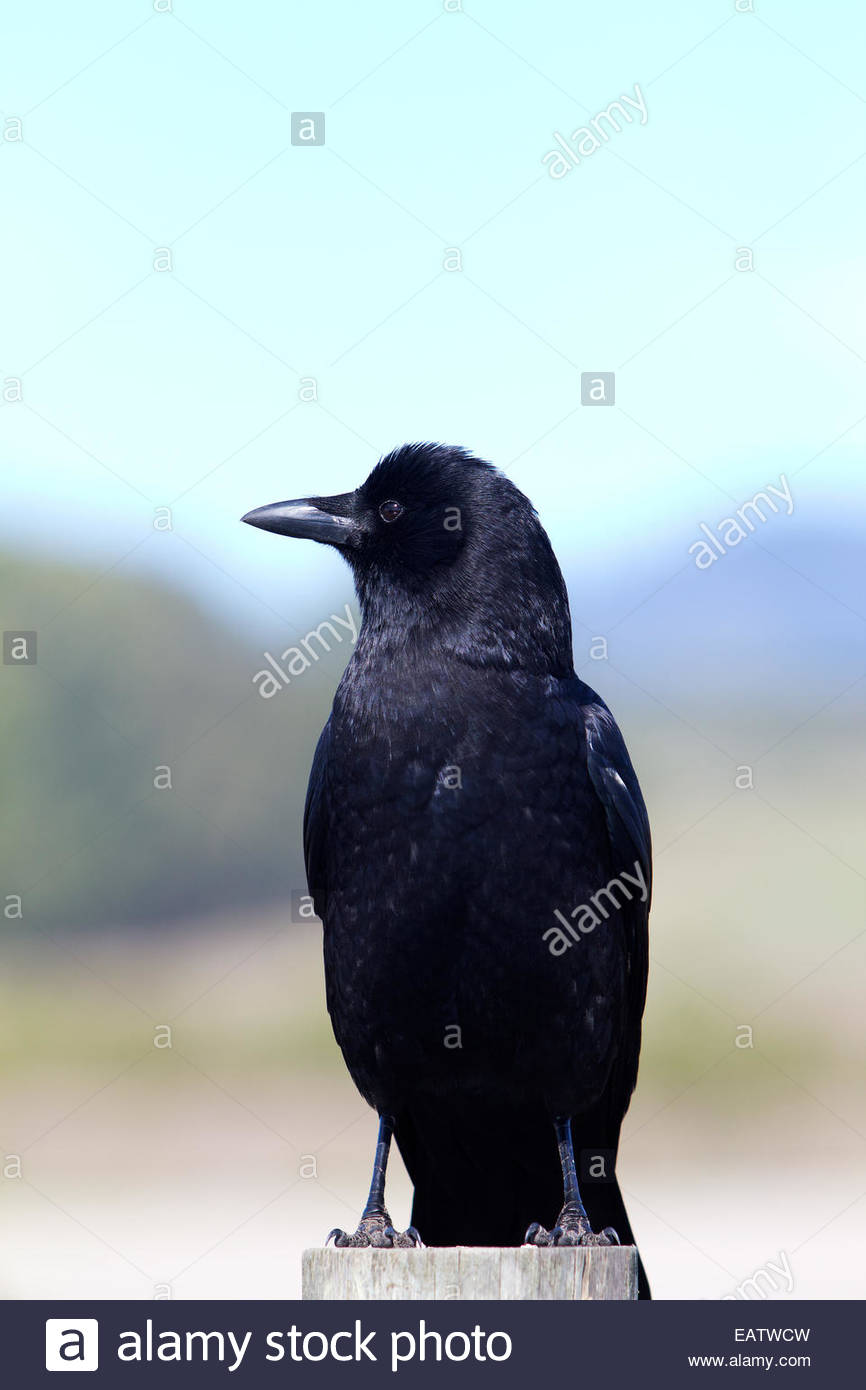 Front View Black Crow High Resolution Stock Photography and Images - Alamy