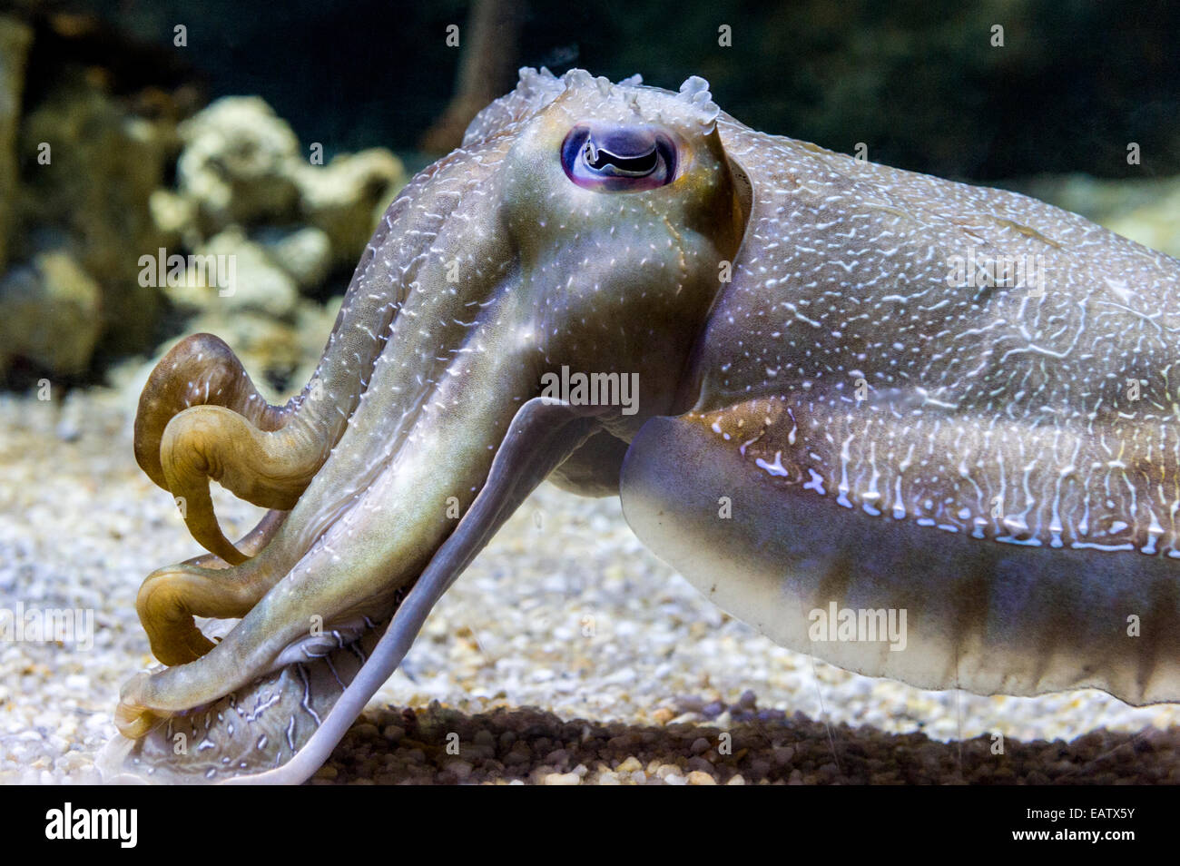 Sad Cuttlefish