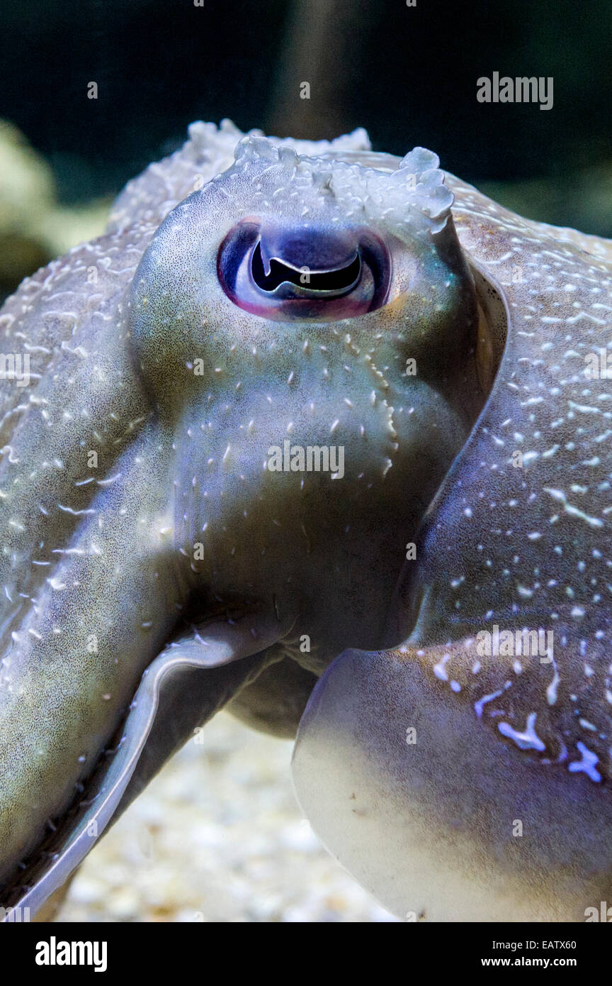 Delicate skin patterns and W-shaped eye on a Giant Cuttlefish Stock ...
