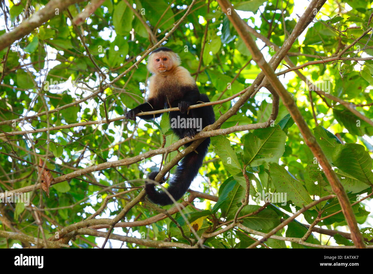 A white-faced capuchin monkey foraging in the rain forest canopy Stock ...