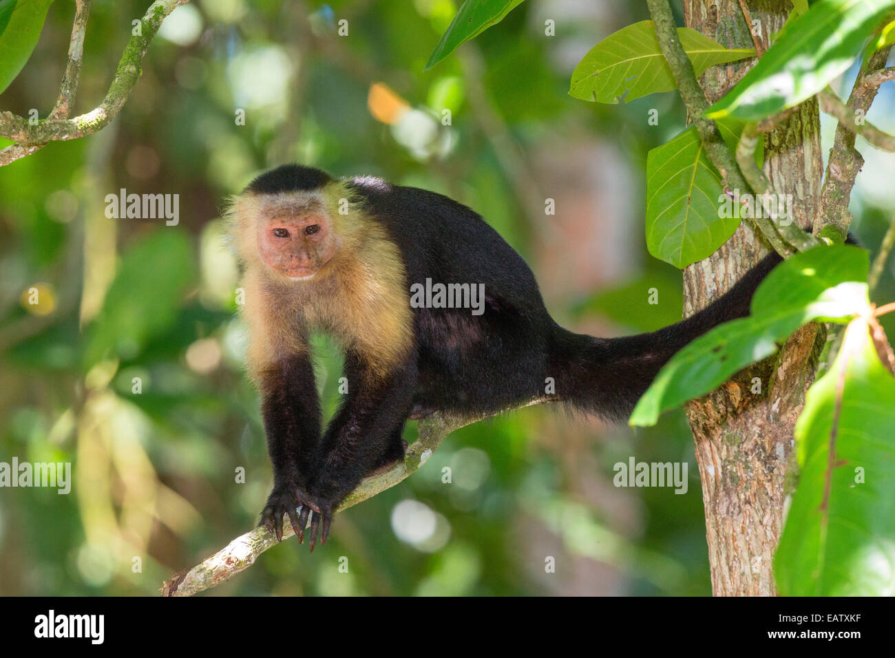 White faced monkey climbing in forest canopy hi-res stock photography ...