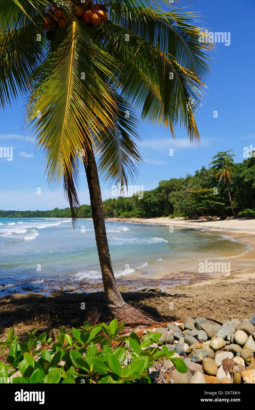 A coconut palm tree, Cocos nucifera, on a deserted tropical beach Stock ...