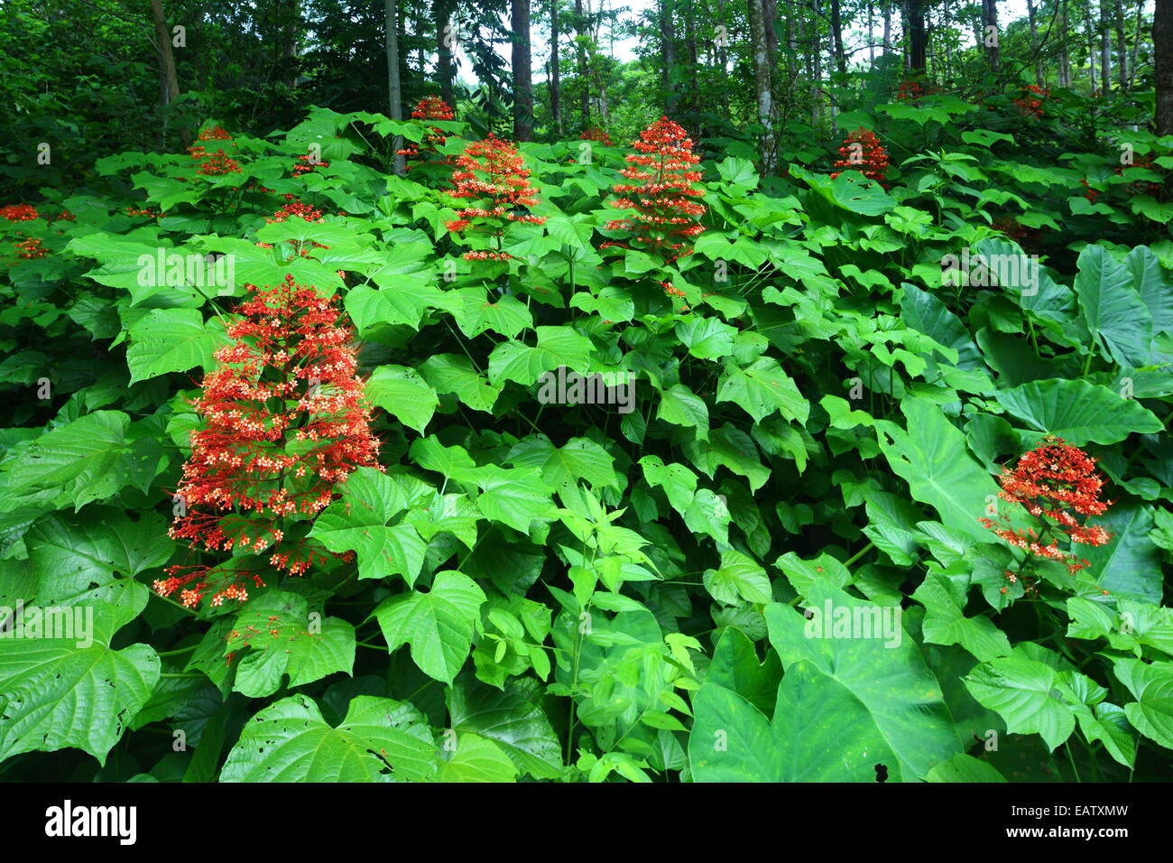 Edge of rain forest hi-res stock photography and images - Alamy