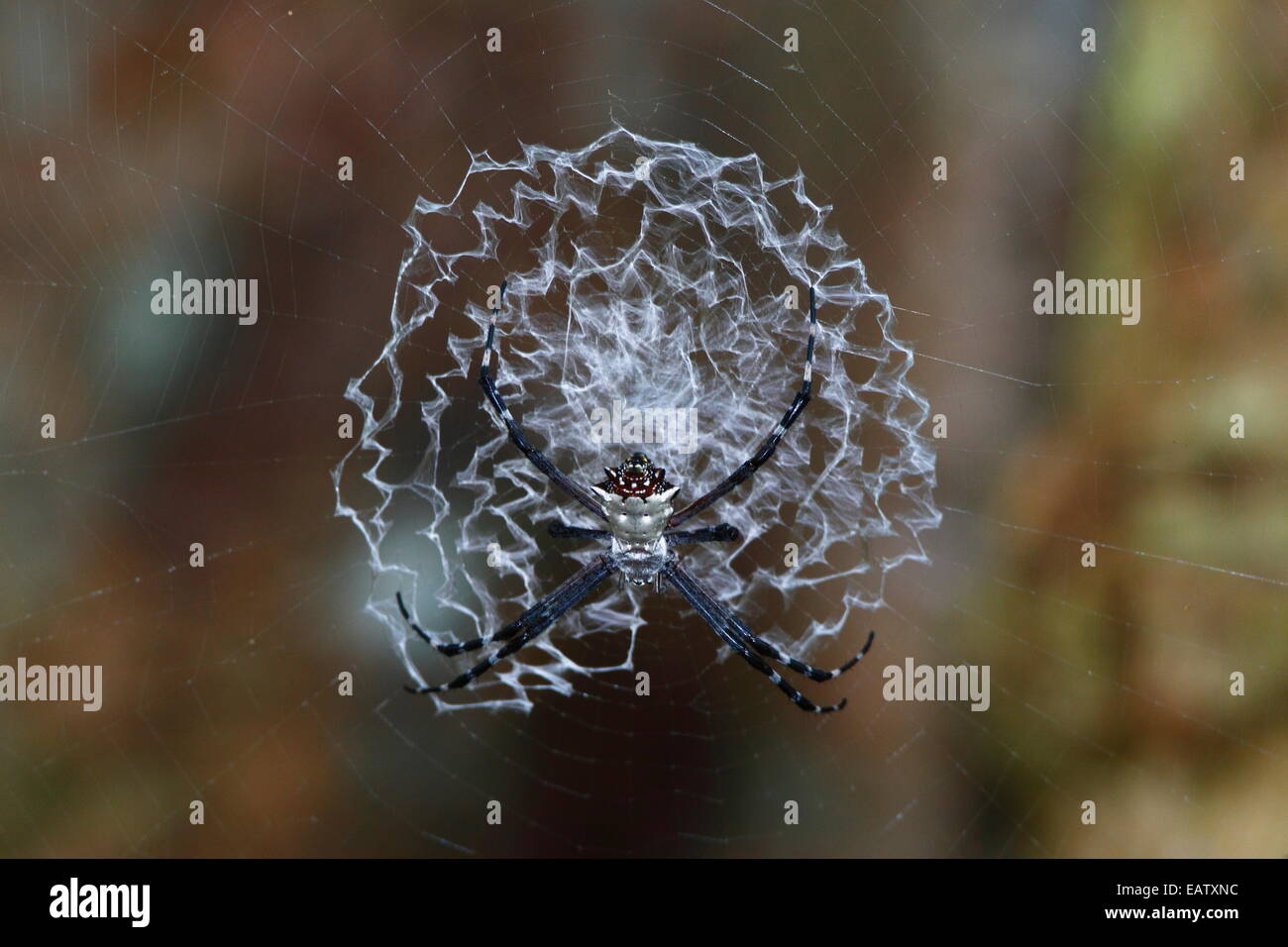 An orb weaver spider, Argiope savignyi, in the center of its web Stock ...