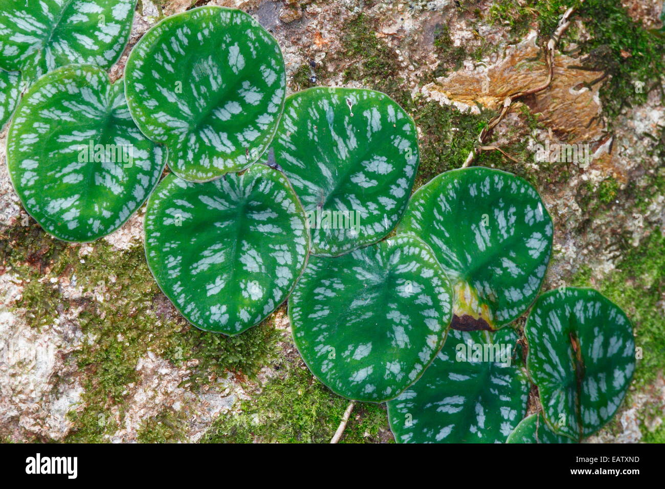 A shingle plant vine, Monstera dubia, climbing up a tree trunk Stock ...