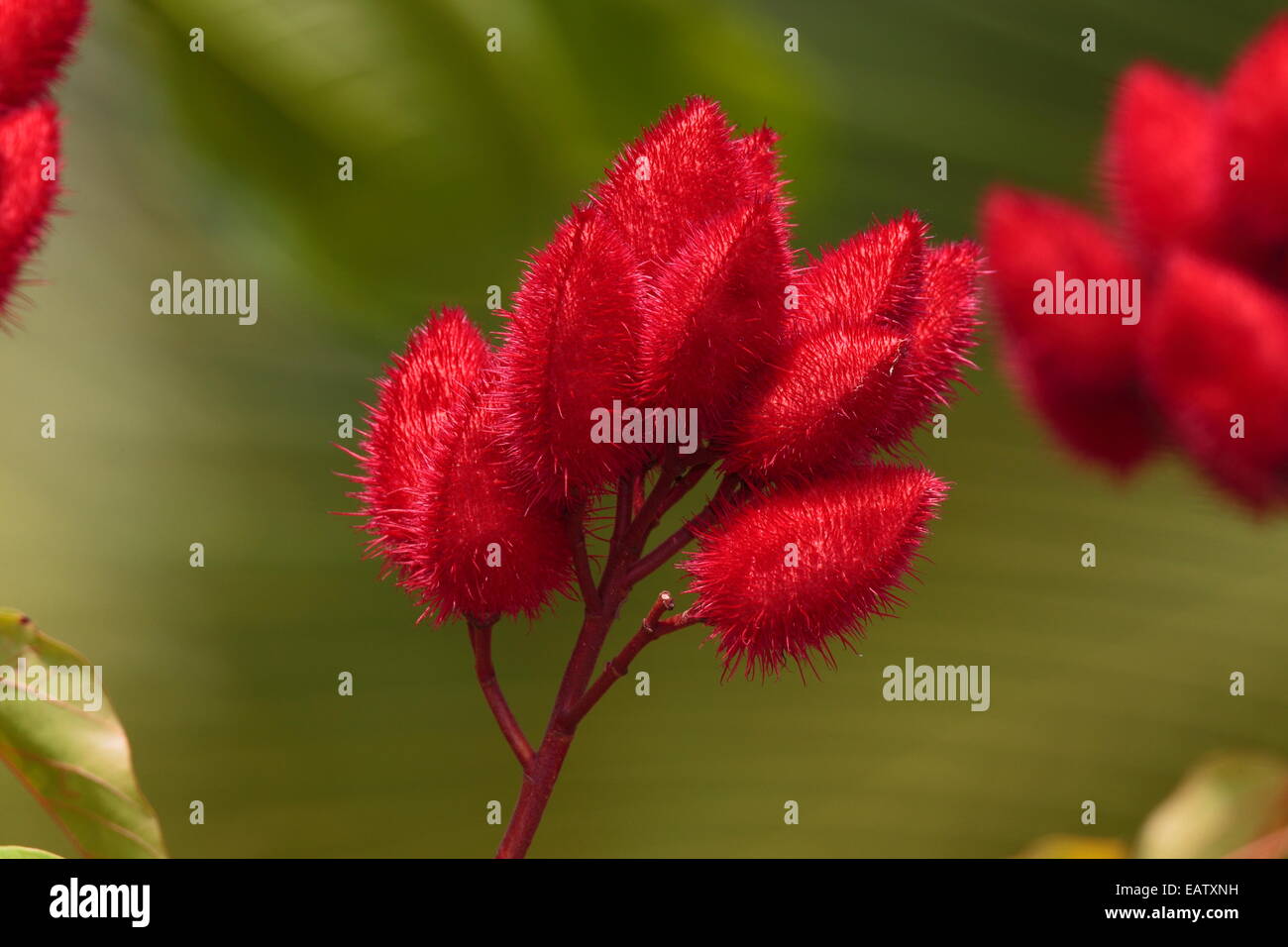 Close up of the red furry fruits of the lipstick tree, Bixa orellana ...