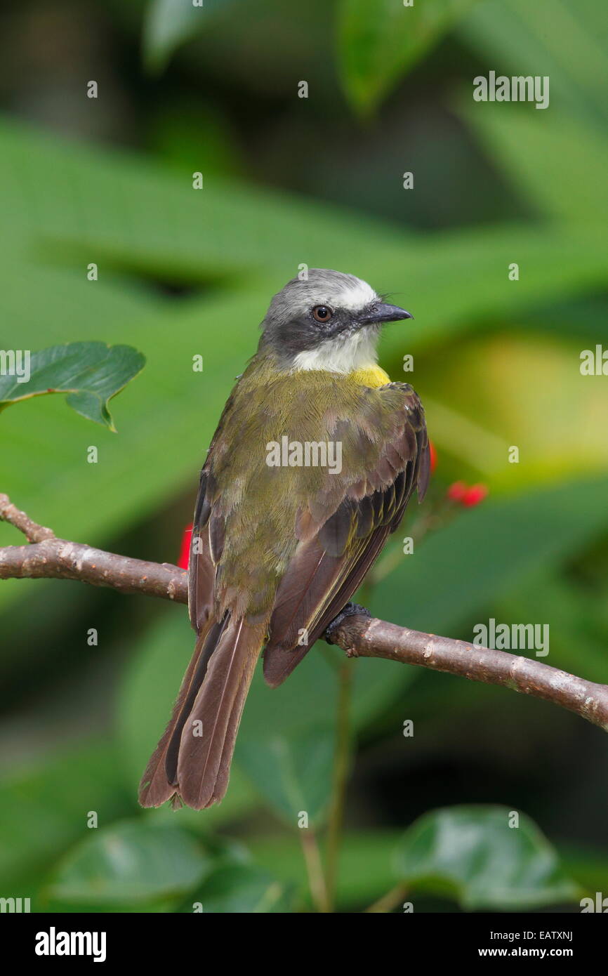 A gray-capped flycatcher, Myiozetetes granadensis, on a tree branch ...