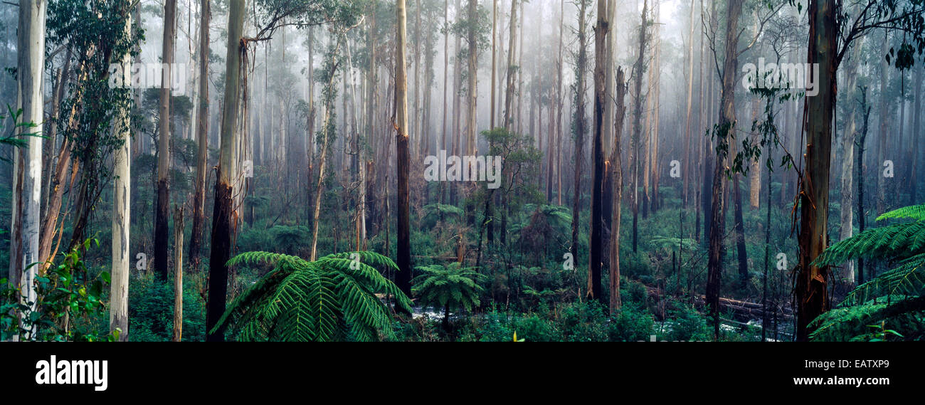 A fog filled valley of towering Mountain Ash trunks and Tree Ferns ...