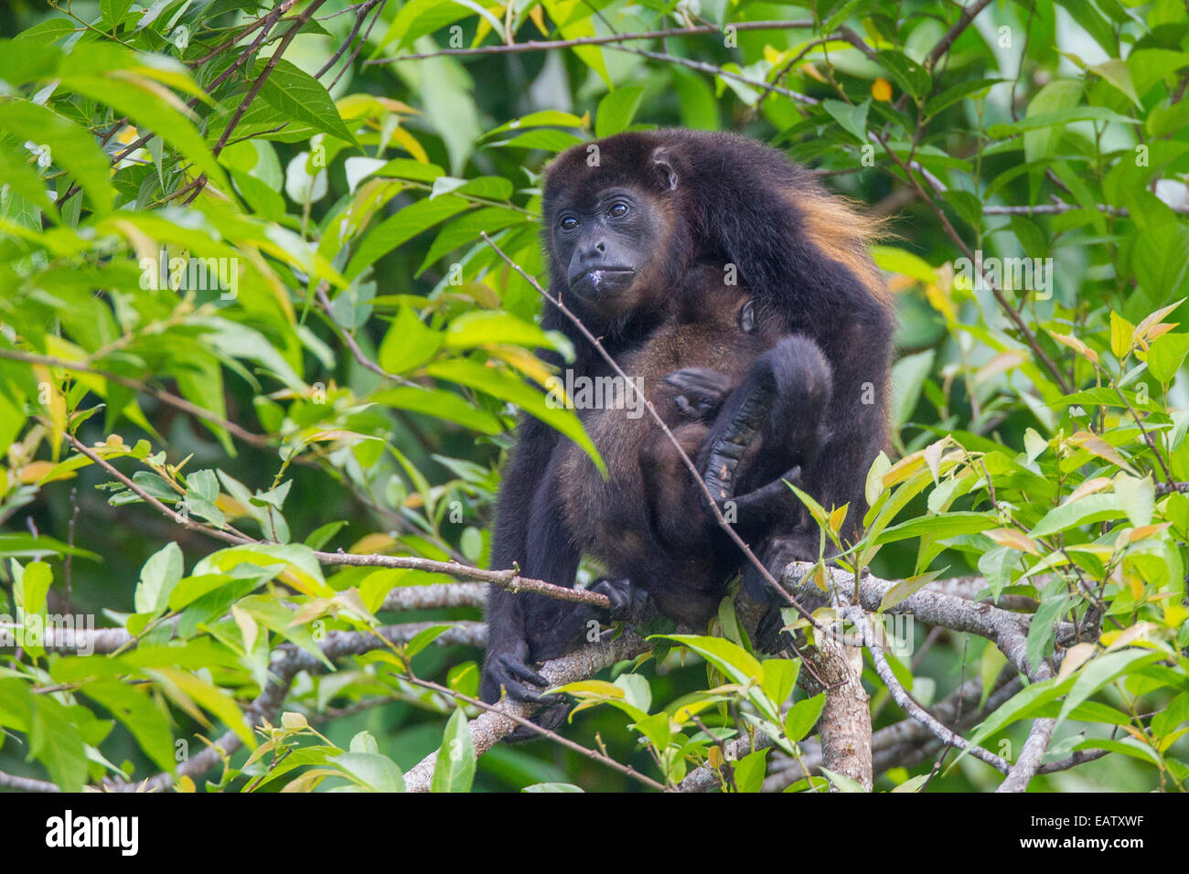 A female black howler monkey, Alouatta palliata, cradling her baby ...