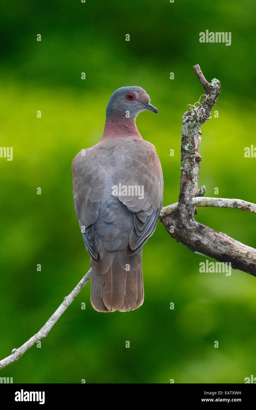 A pale-vented pigeon, Patagioenas cayenensis, resting on a branch Stock ...
