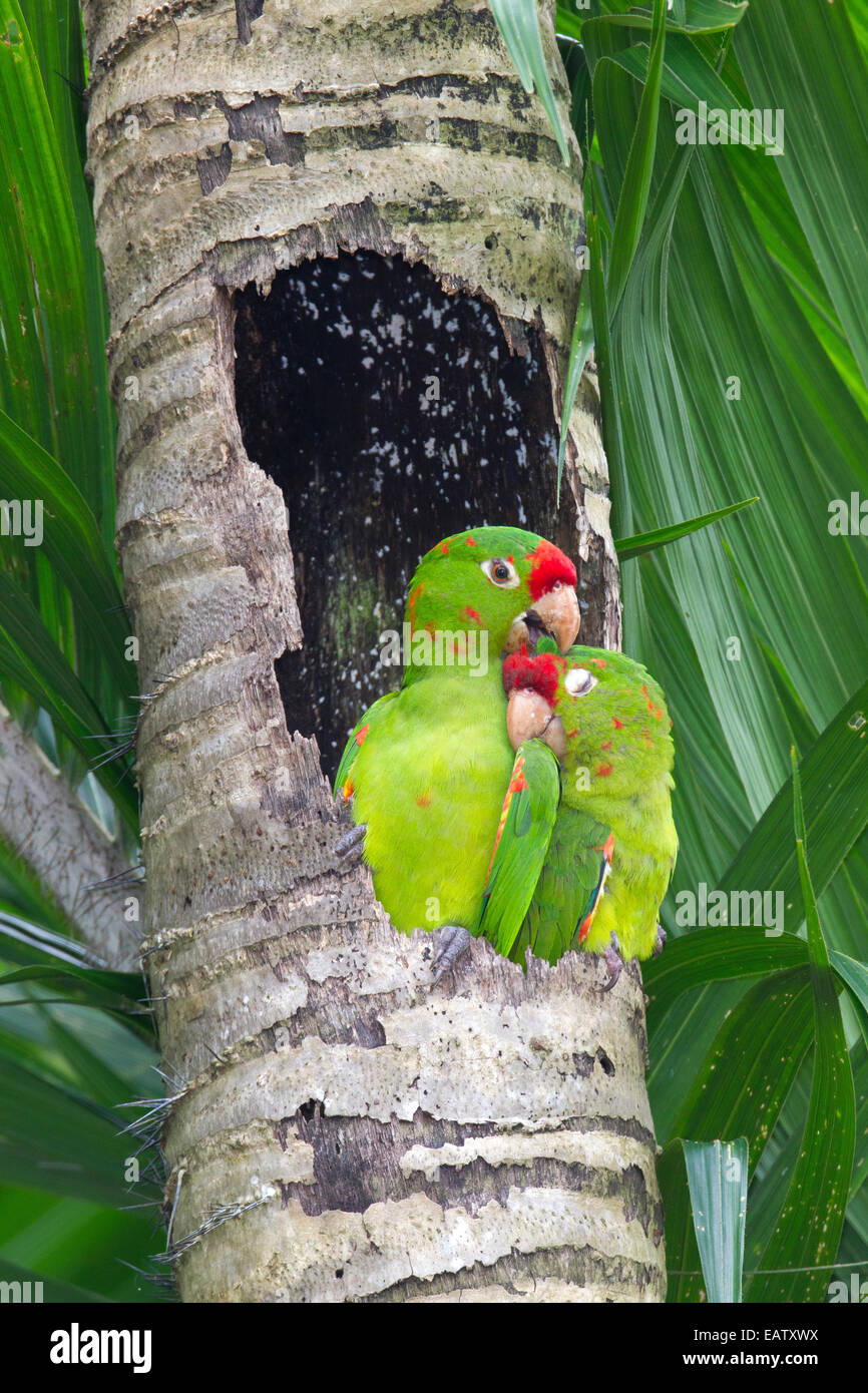 A pair of crimson fronted parakeets grooming in a palm tree hollow nest ...