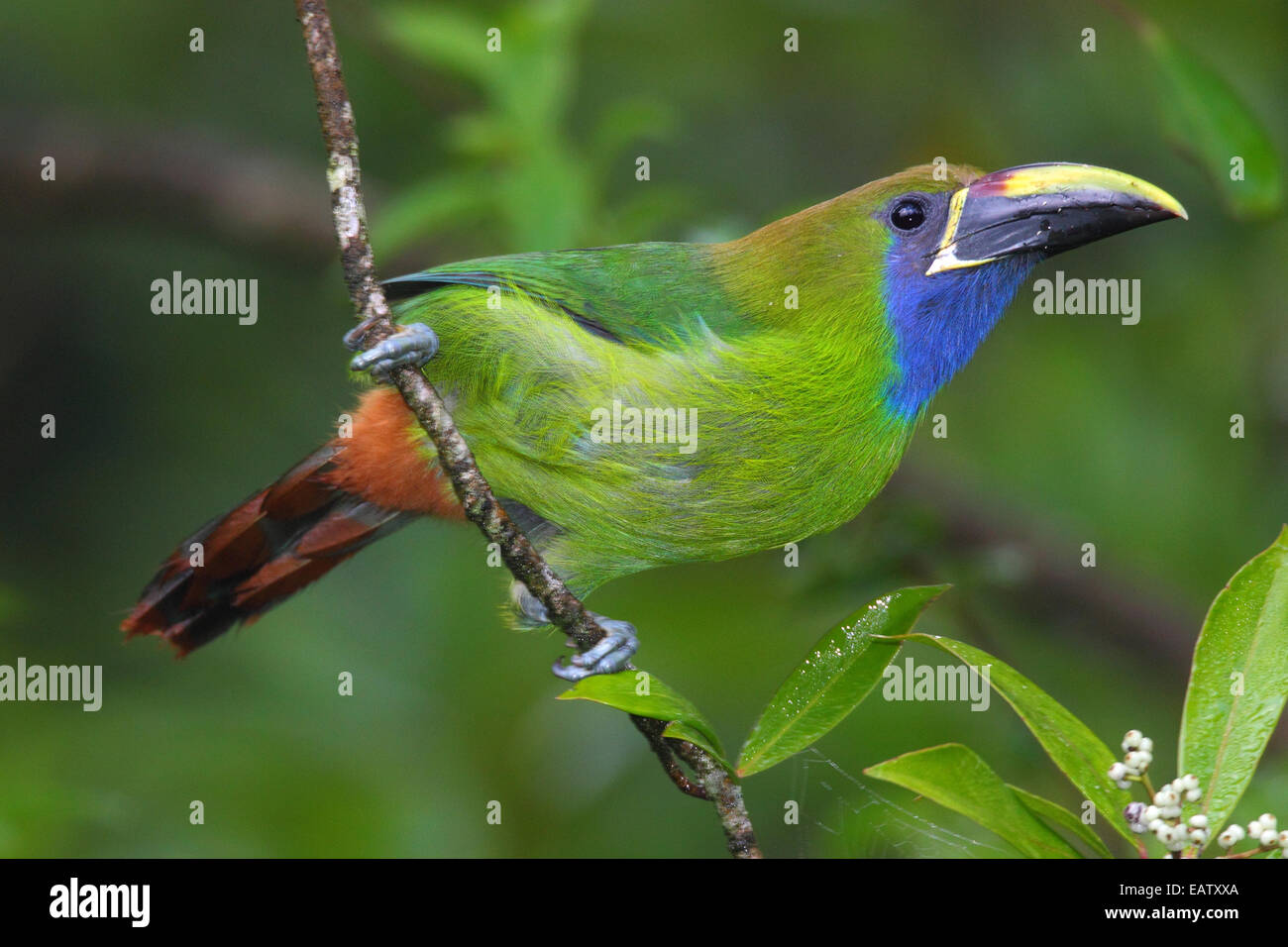 An emerald toucanet, Aulacorhynchus prasinus, in a cloud forest tree ...
