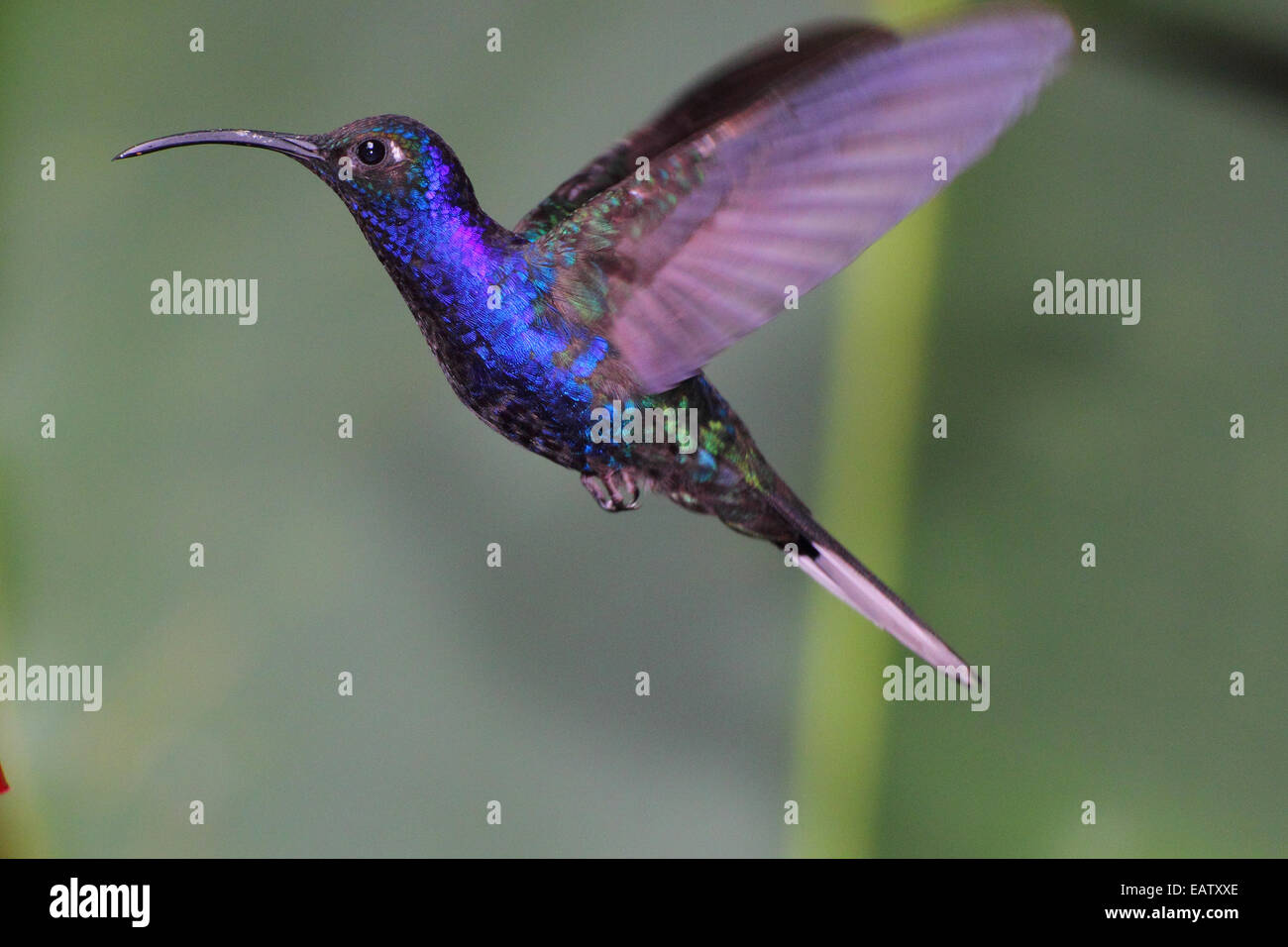 A violet sabrewing hummingbird, Campylopterus hemileueurus, in flight ...