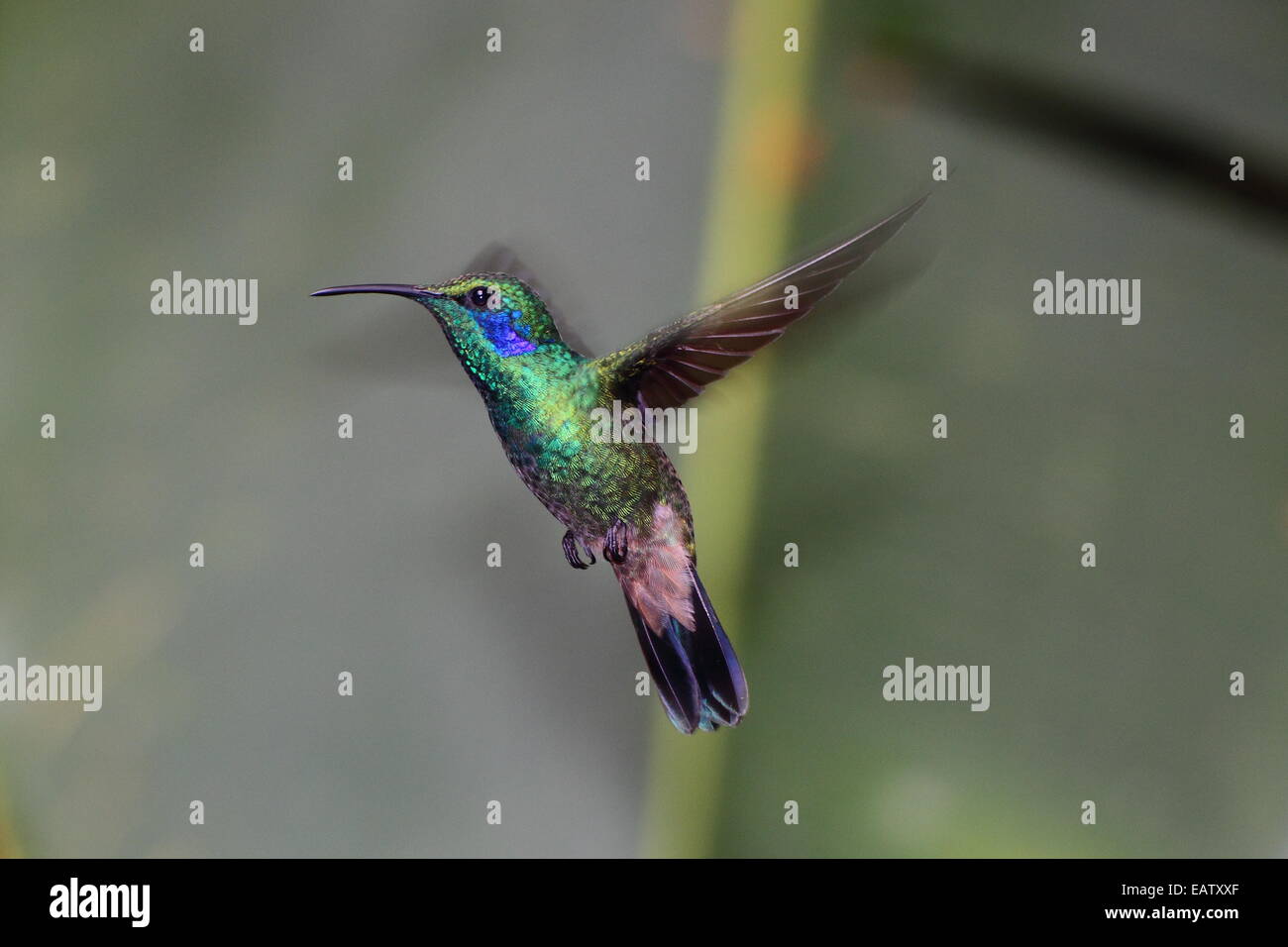 A green violet-ear hummingbird Colibri thalassinus, in flight Stock ...