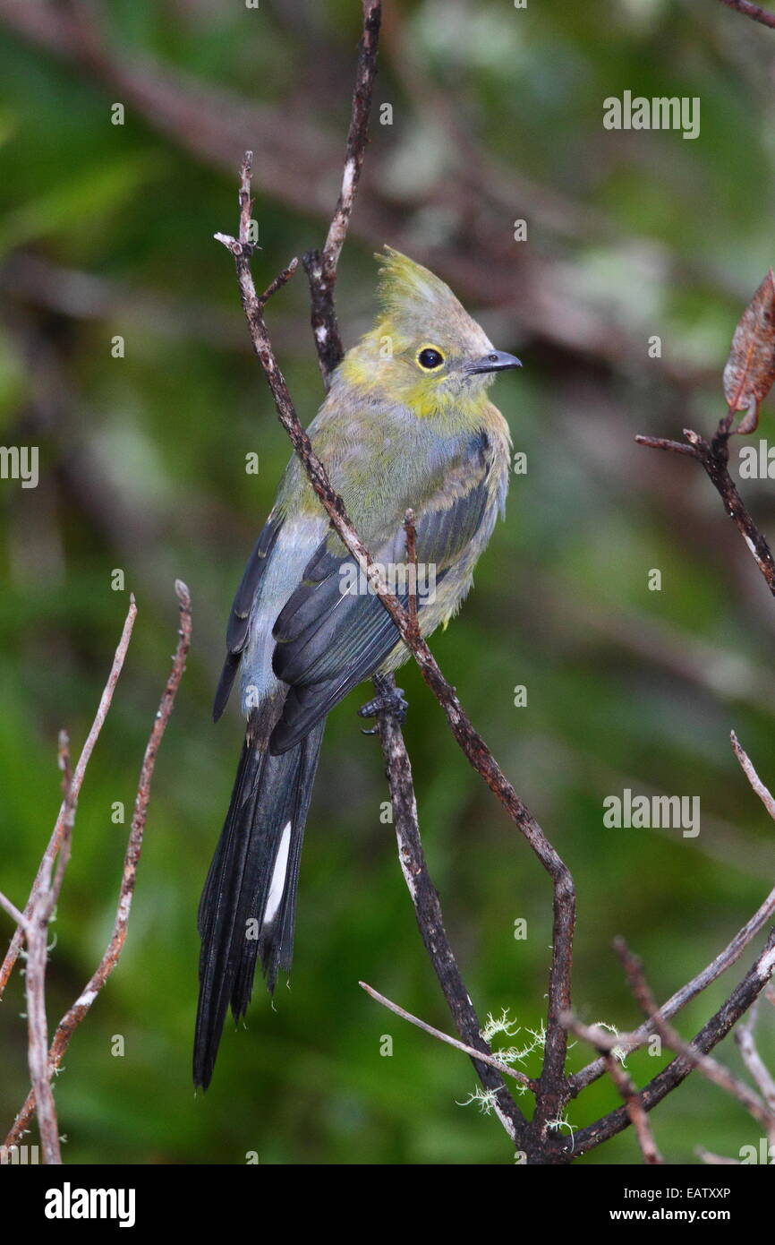 Portrait of a long-tailed silky flycatcher, Ptilogonys caudatus Stock ...