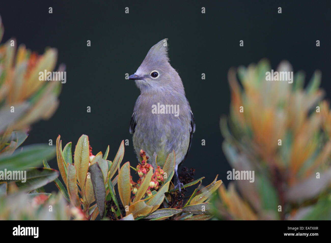 Portrait of a long-tailed silky flycatcher, Ptilogonys caudatus Stock ...