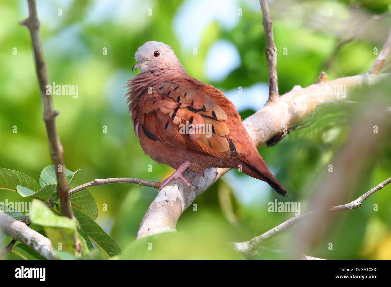 A ruddy ground dove, Columbina talpacoti, perched on a tree branch ...