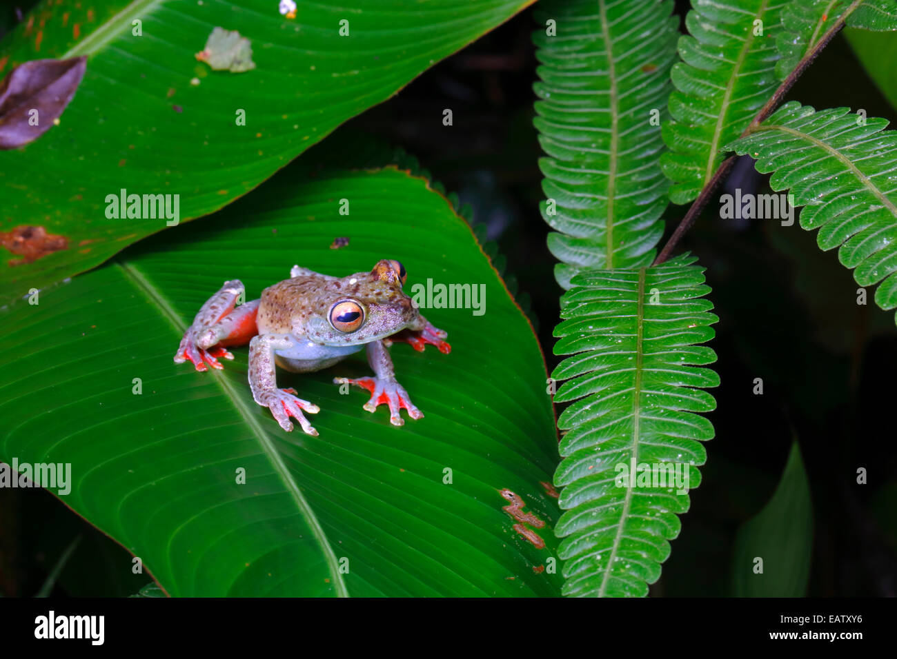 A red-webbed tree frog, Hipsiboas rufitelus, foraging in a rain forest ...