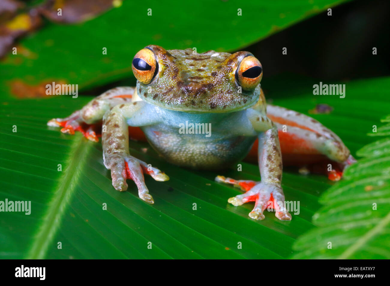 Red tree frog hi-res stock photography and images - Alamy