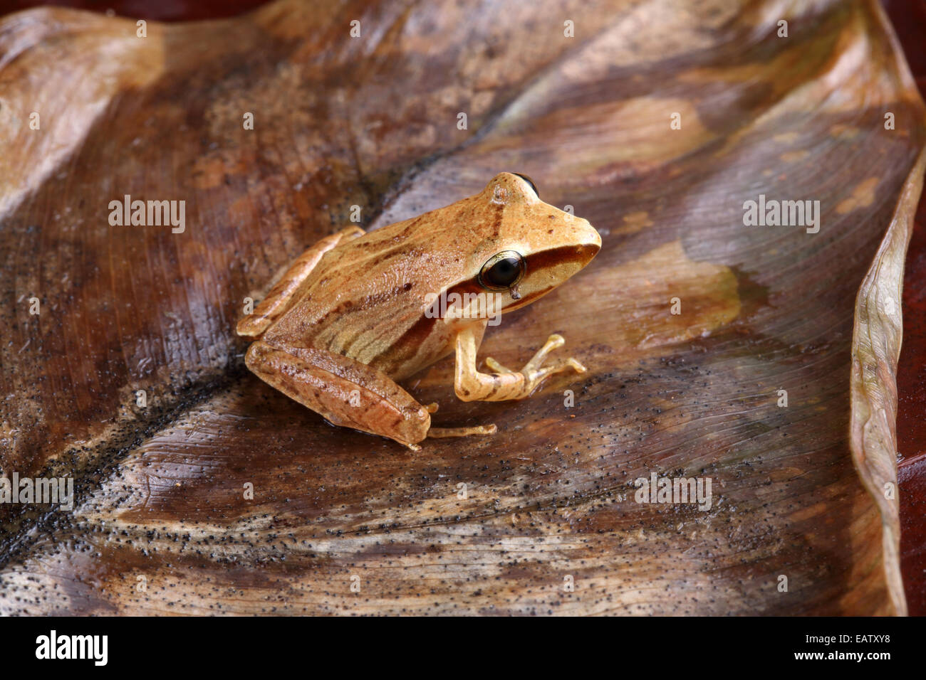 Portrait of a Noble's dirt frog, Craugastor noblei Stock Photo - Alamy