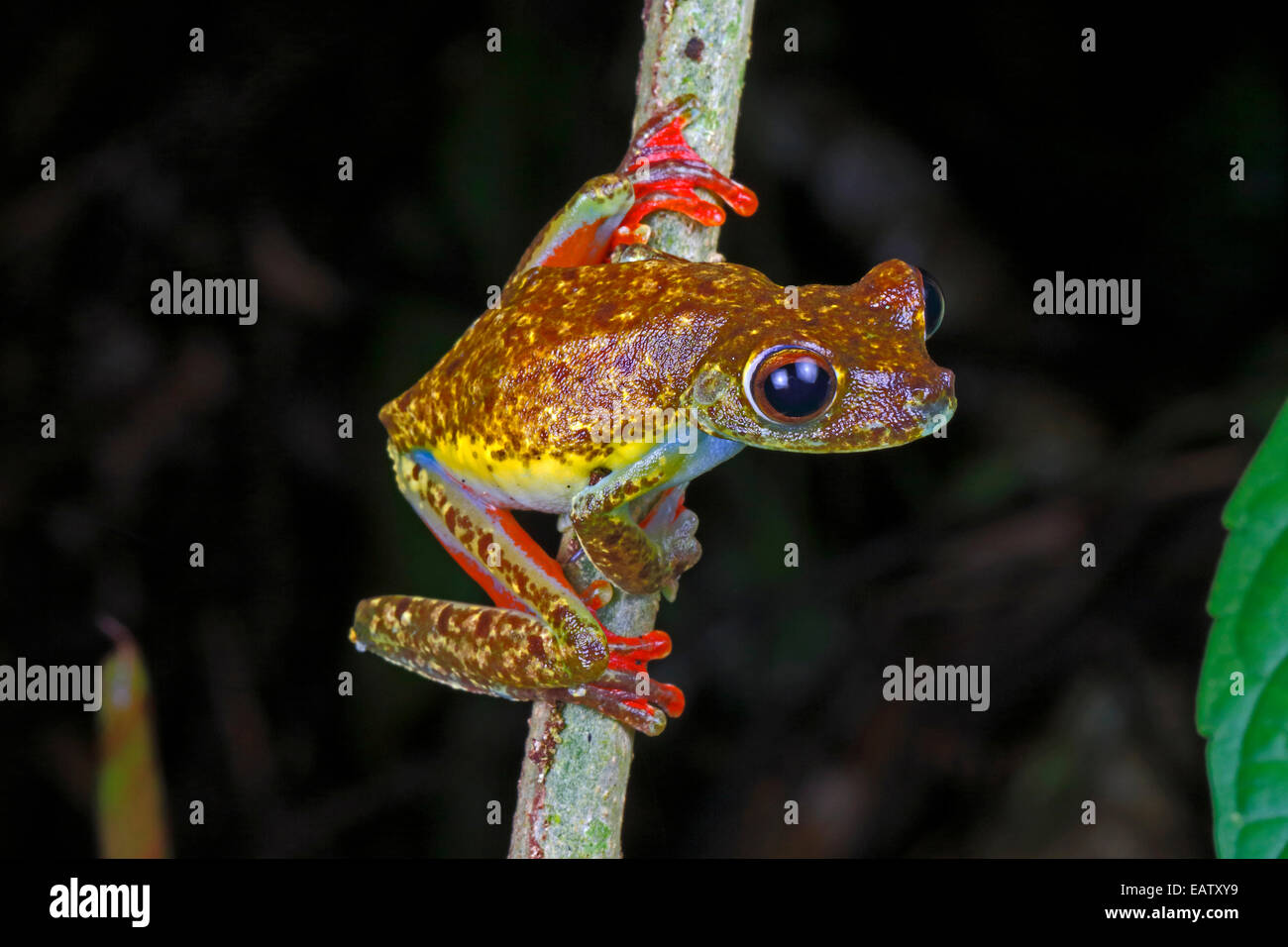 A red-webbed tree frog, Hipsiboas rufitelus, in night coloration Stock ...
