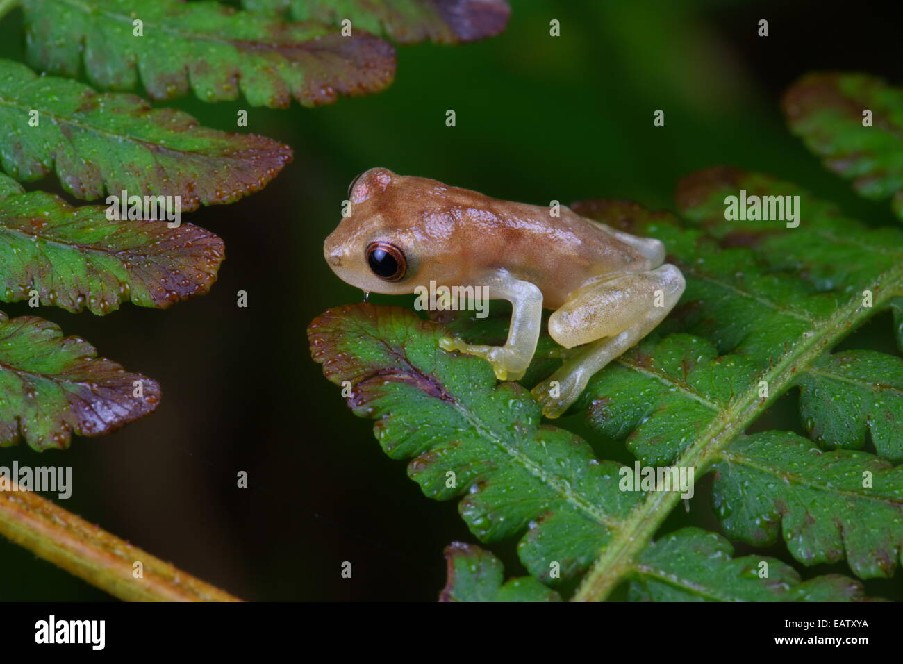 A newly transformed gliding leaf frog, Agalechnis spurrelli, on a fern ...