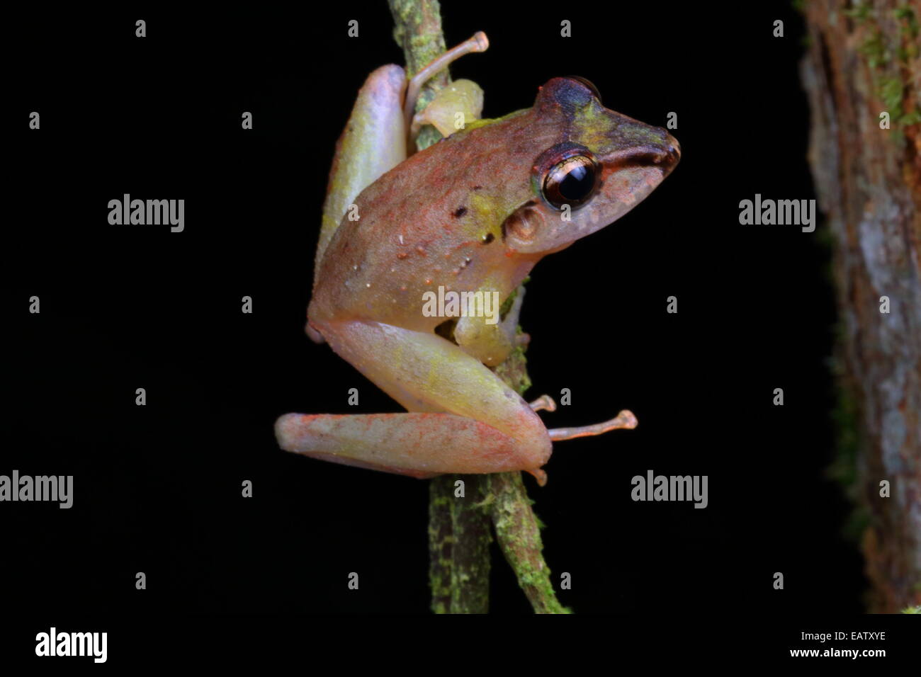 Frog on a vine hi-res stock photography and images - Alamy