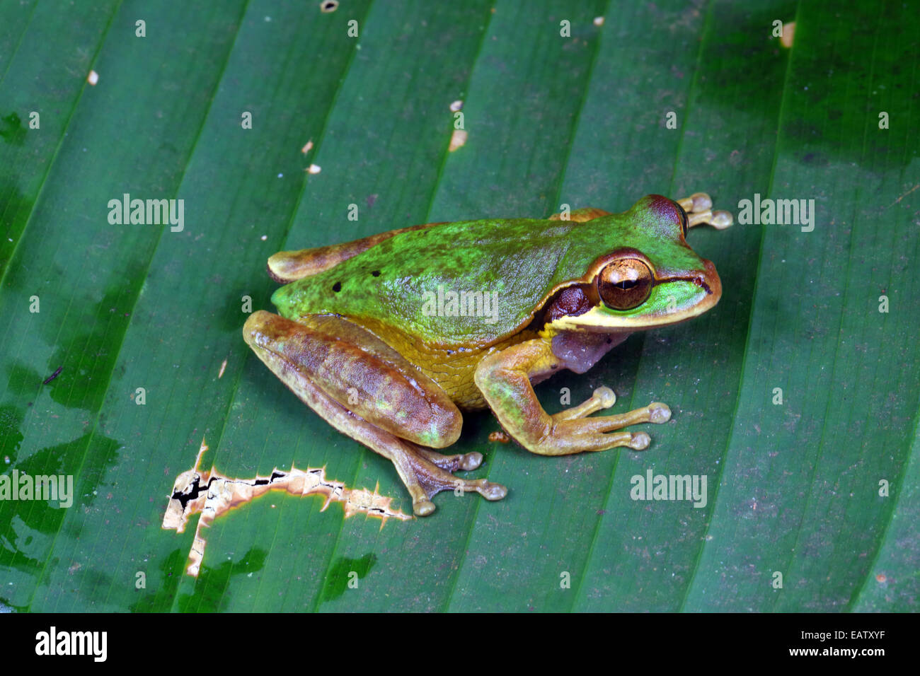 A masked tree frog, Smilisca phaeota, foraging on a leaf Stock Photo ...