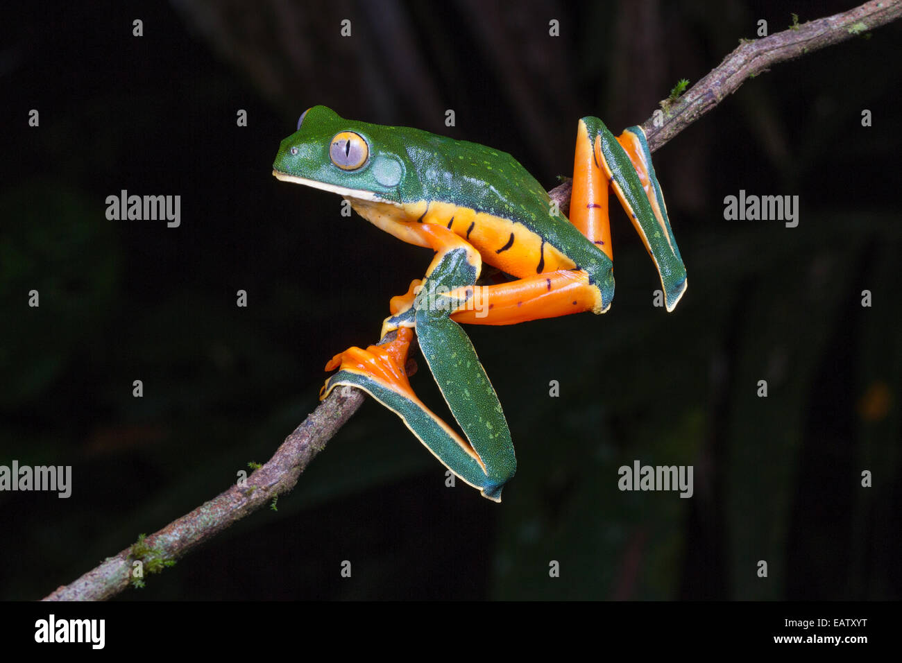 A splendid leaf frog, Cruziohyla calcarifer, foraging in a rain forest ...