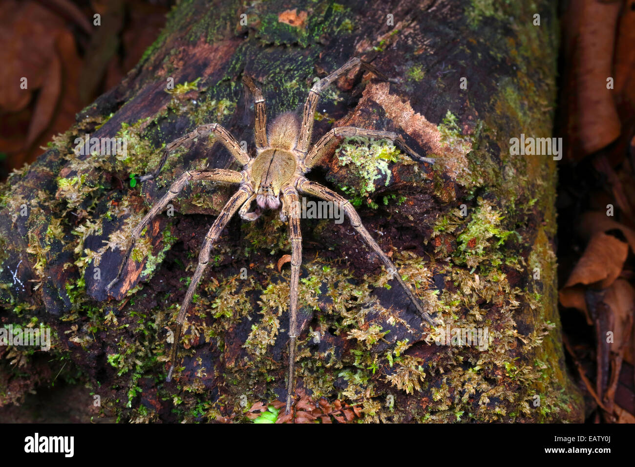 The Brazilian wandering spider is the world's most venomous and ...