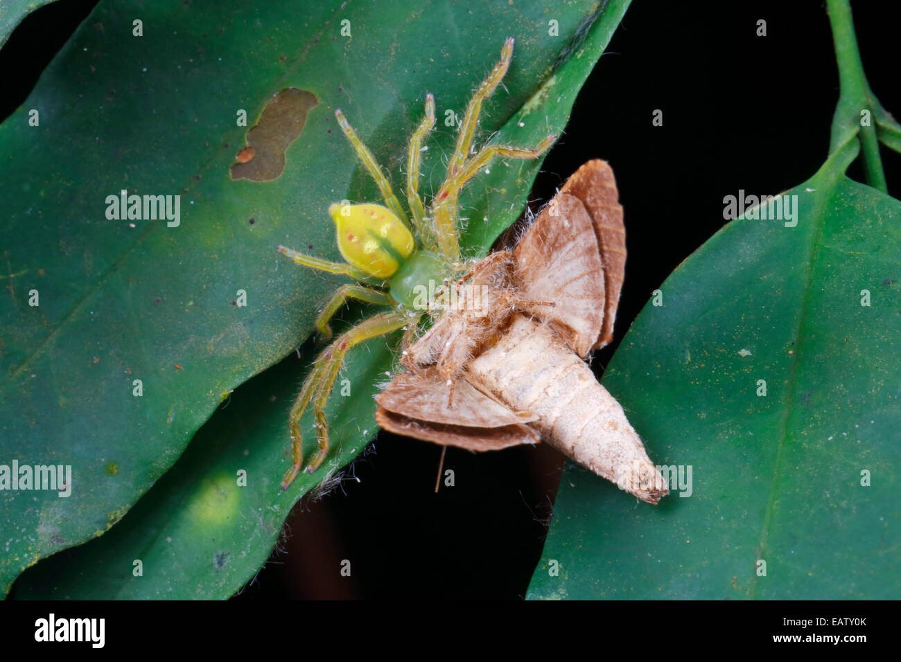 Spider moth hi-res stock photography and images - Alamy