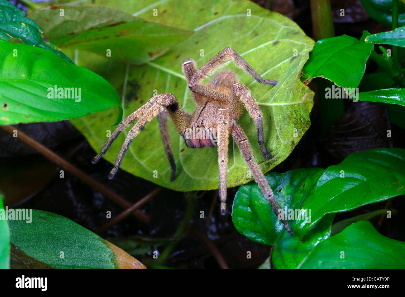 The brazilian wandering spider hi-res stock photography and images - Alamy