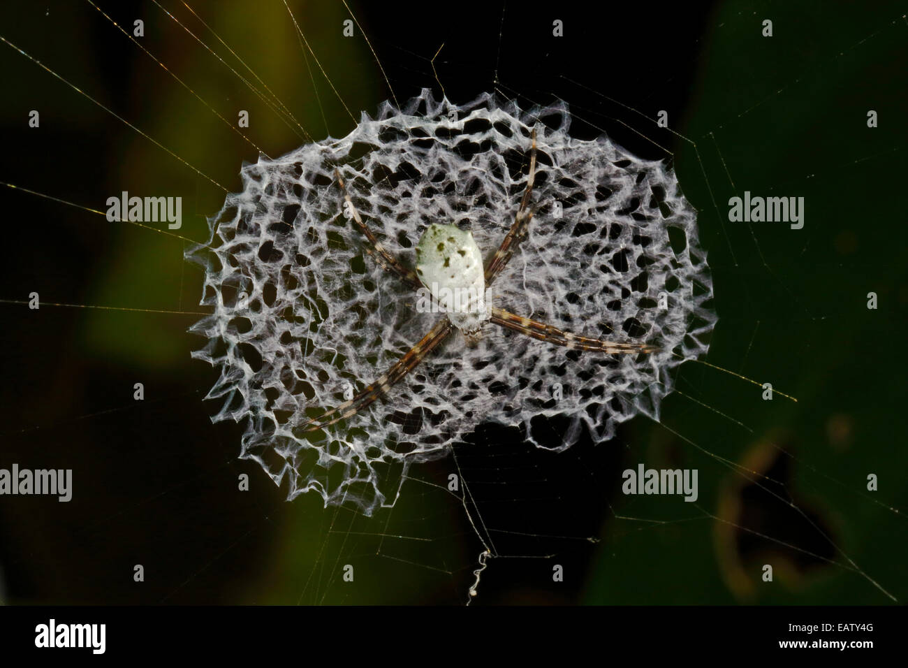 An orb weaver spider, Argiope savignyi, in its orb web nest Stock Photo ...
