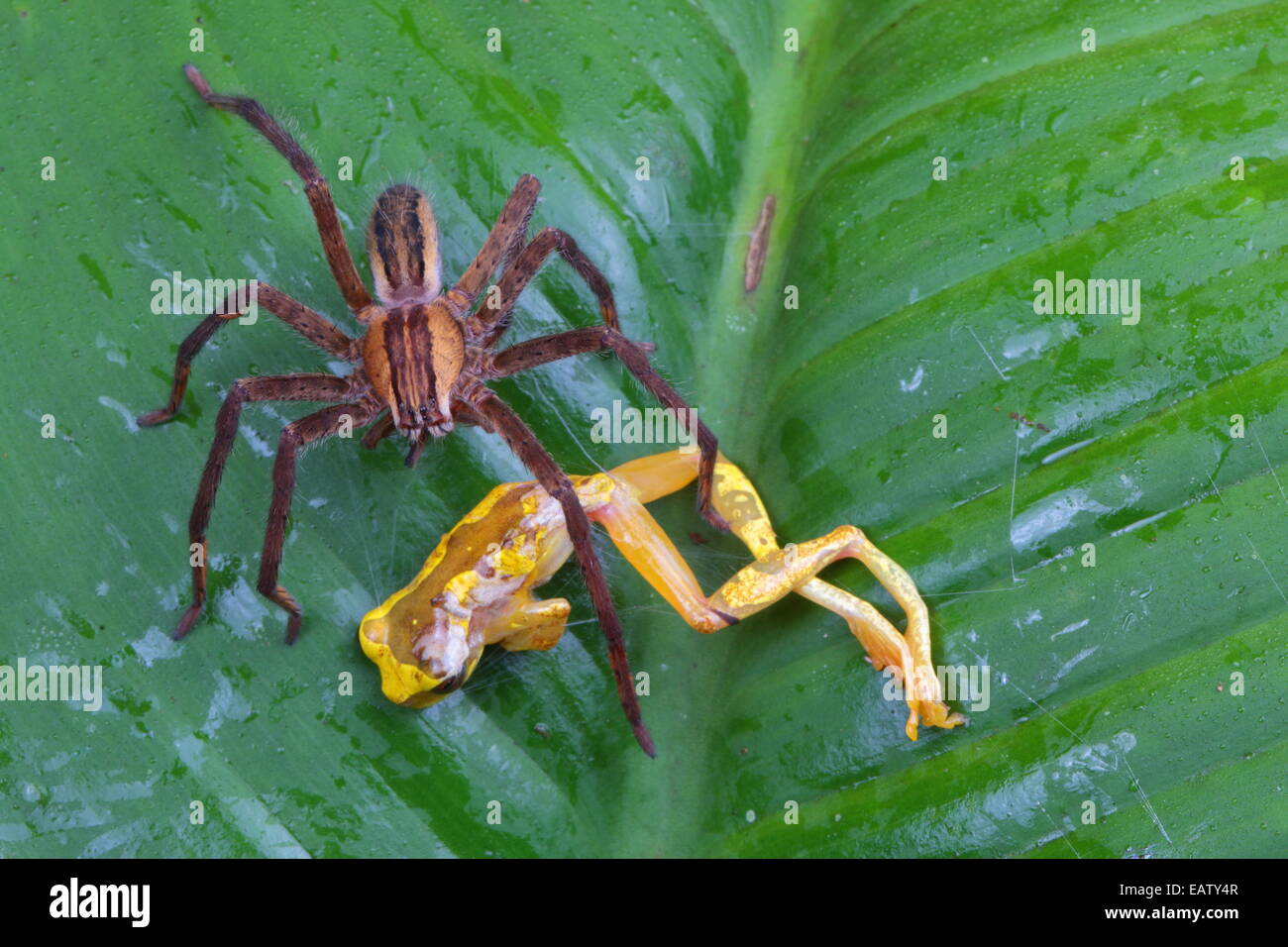 Tarantula Eating Frog