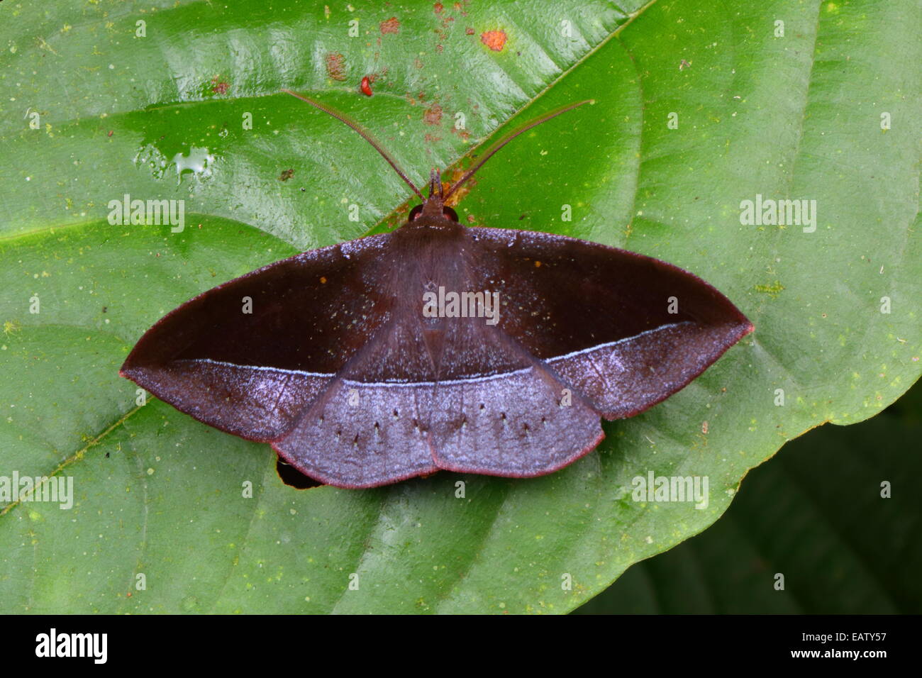 Dead leaf moth hi-res stock photography and images - Alamy