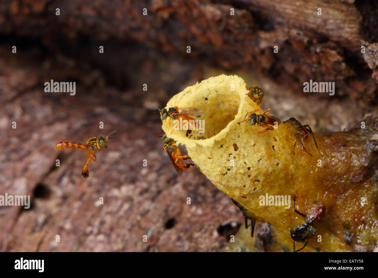 A tiny stingless wasp colony is active Stock Photo - Alamy