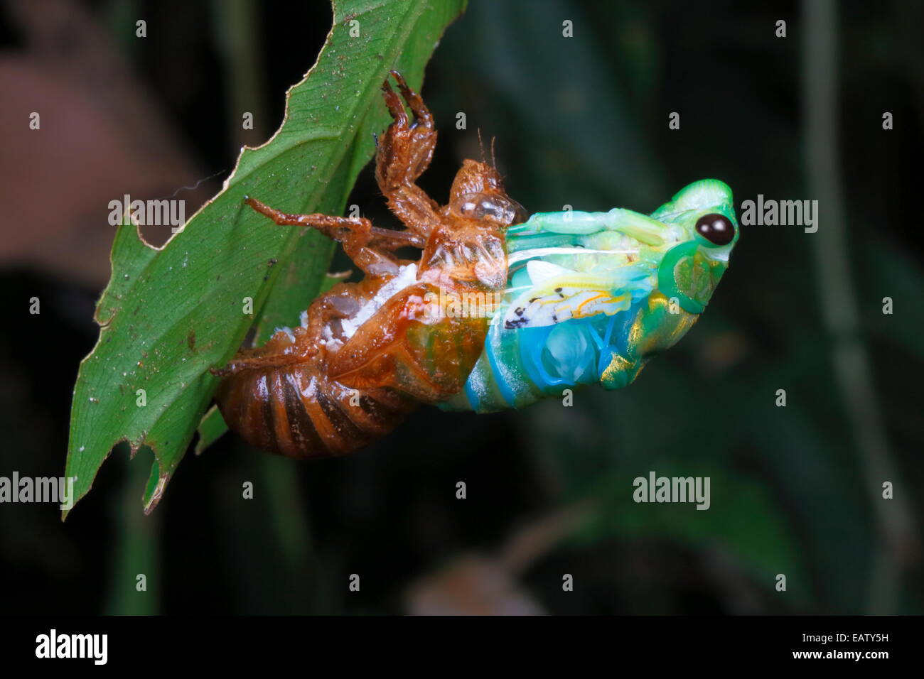 Cicada emerging hi-res stock photography and images - Alamy