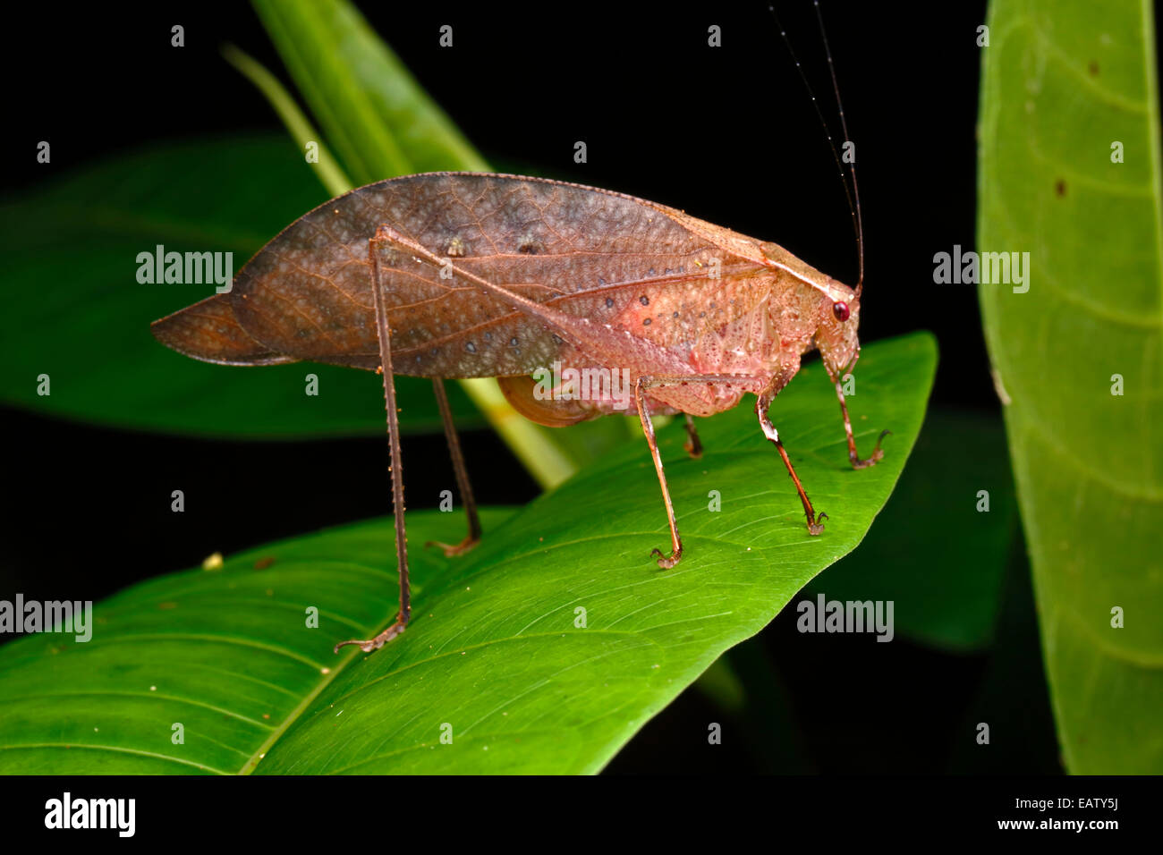 A dead leaf katydid, Orophus tesselatus, resting on a leaf at night ...