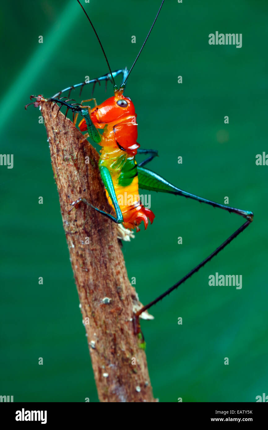 Portrait at a stem hi-res stock photography and images - Alamy