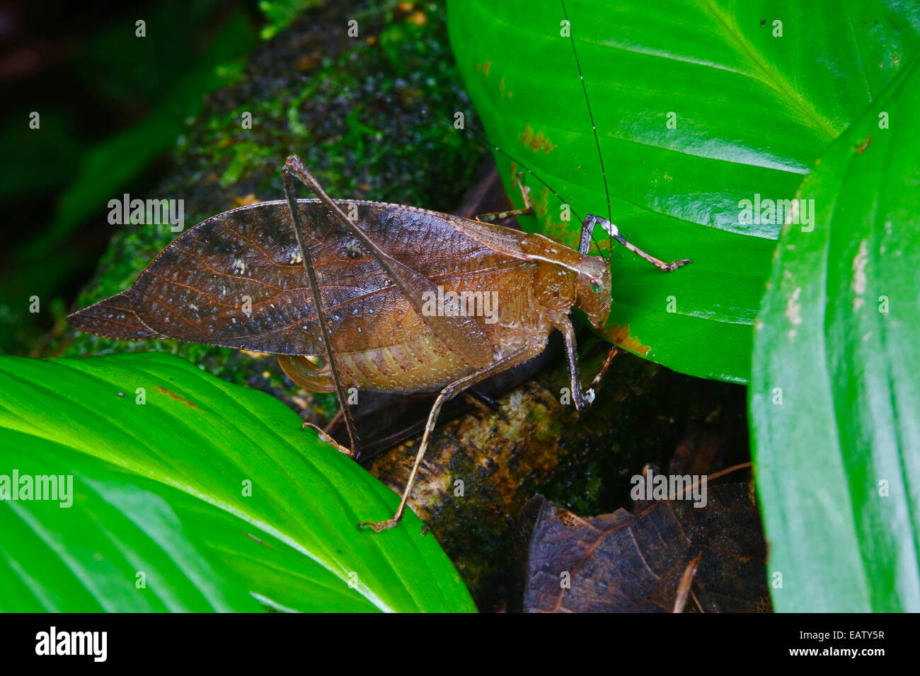 A dead leaf katydid, Orophus tesselatus, resting on a leaf at night ...