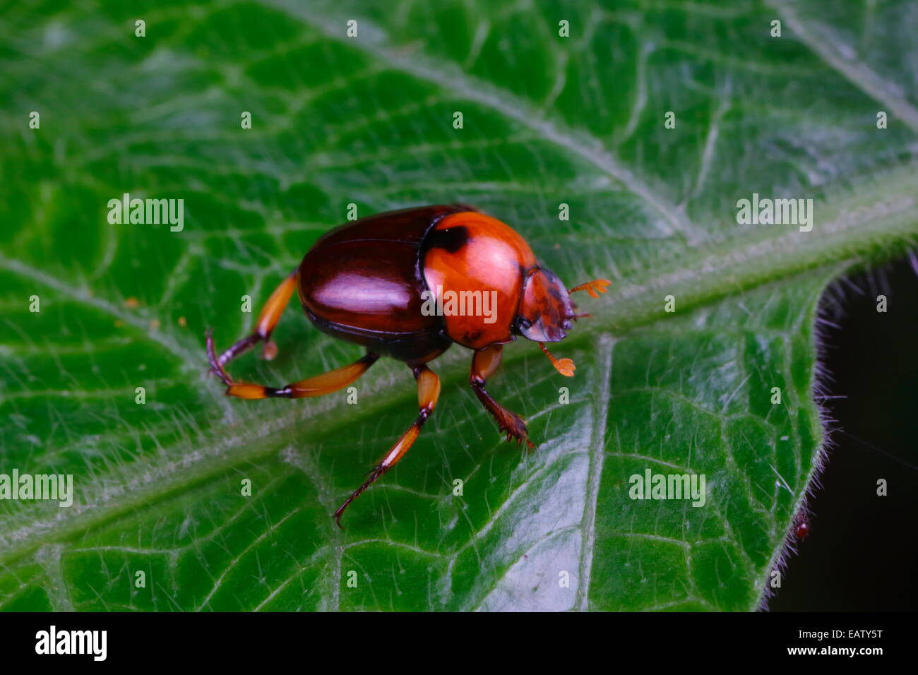 Portrait of a tiny dung beetle species crawling on a leaf Stock Photo ...