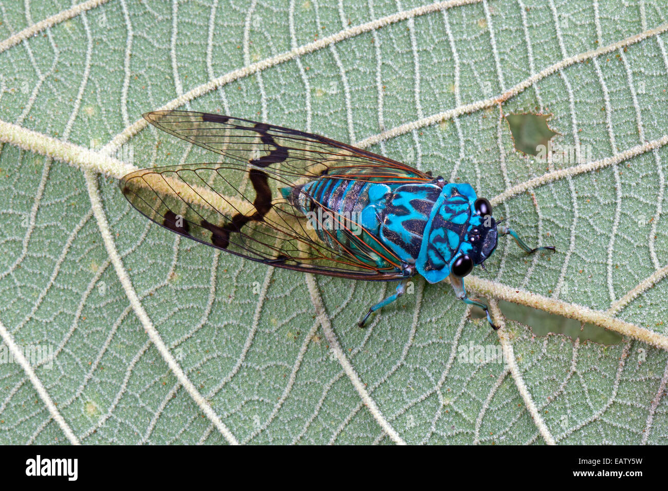 Cicada side view hi-res stock photography and images - Alamy