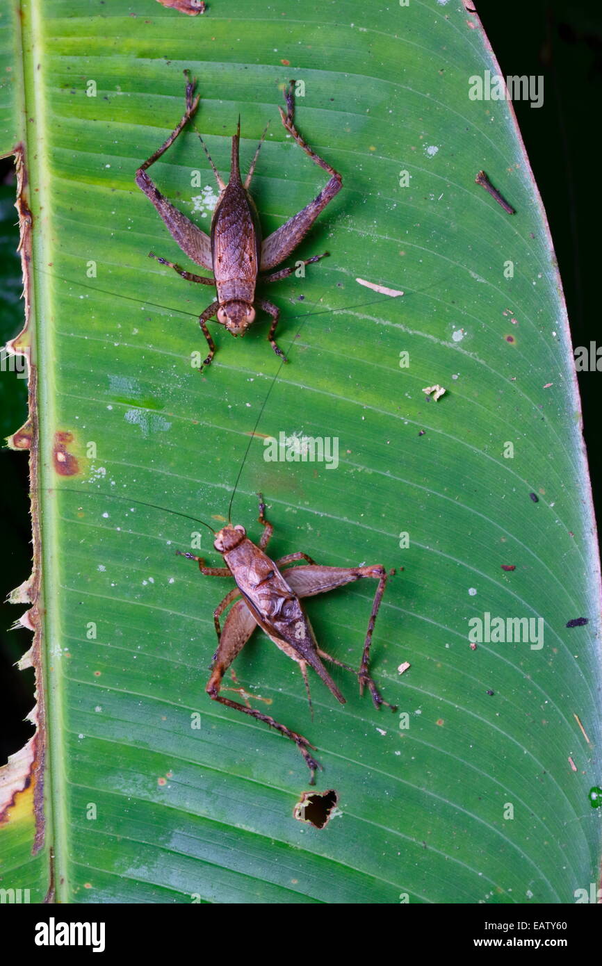 Two crickets hi-res stock photography and images - Alamy