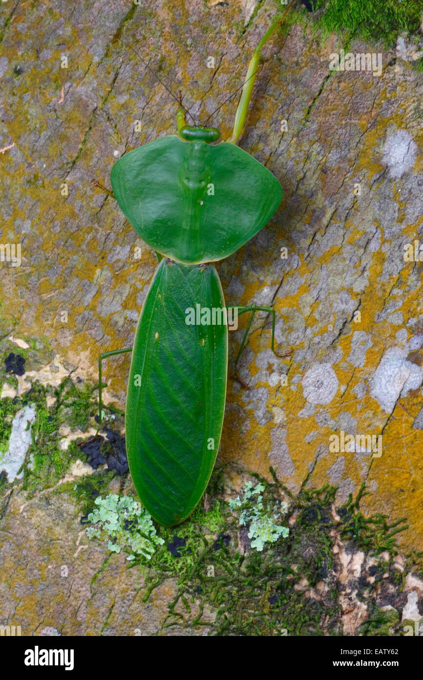 Hooded mantis choeradodis rhombicollis hi-res stock photography and ...