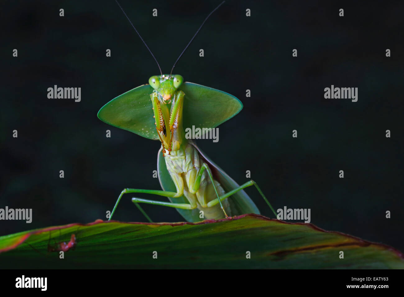 Leaf mantis choeradodis rhombicollis hi-res stock photography and ...