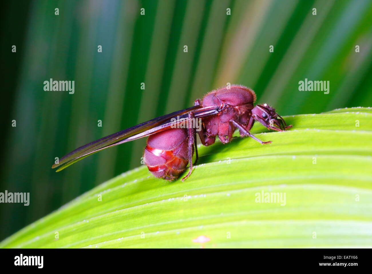 Ant Queen Leaf Cutter