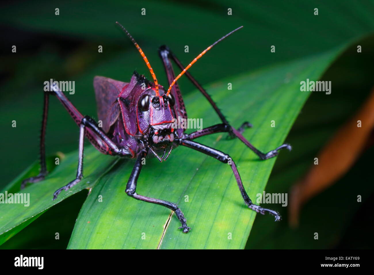 A lubber grasshopper, Taeniopoda reticulata, searching for a mate Stock ...