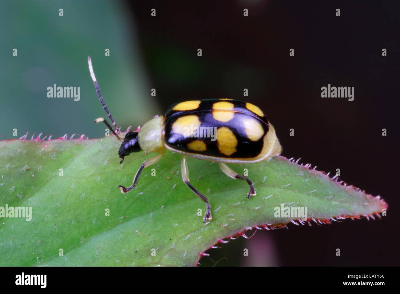 A spotted leaf beetle crawling on a leaf in a rain forest Stock Photo ...